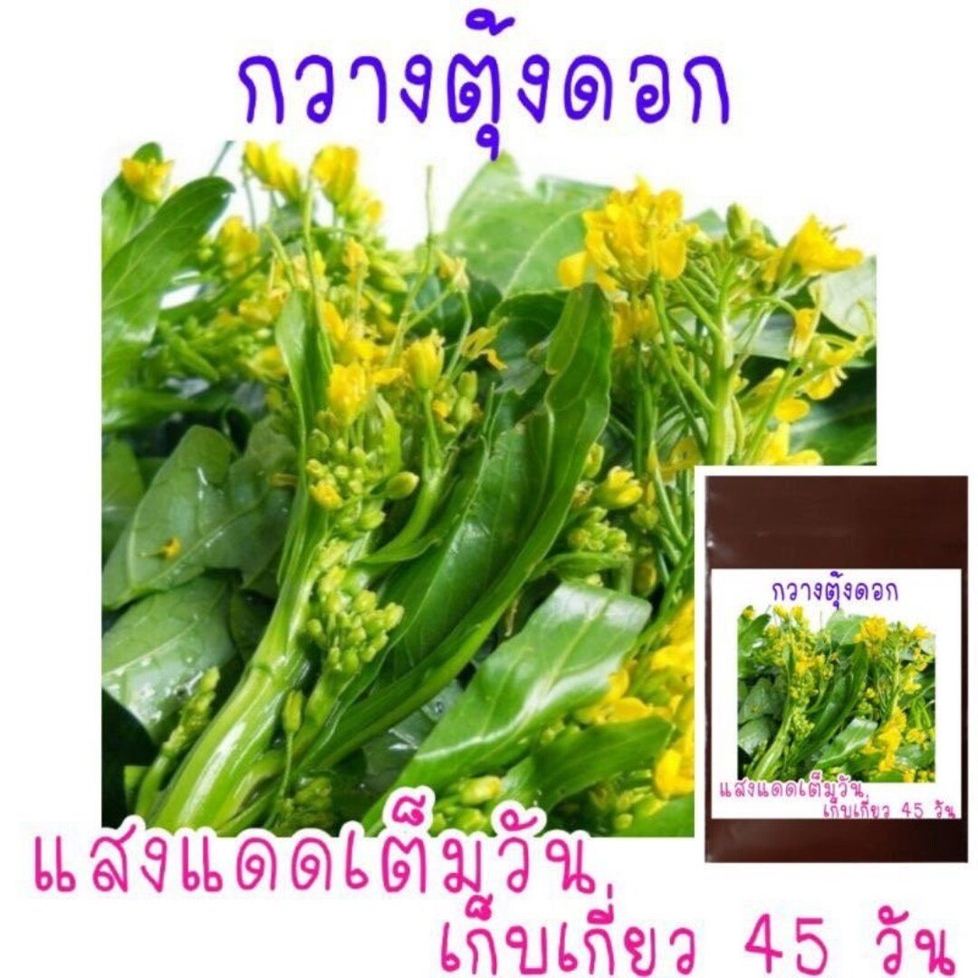 Yellow Flowering Pak Choy Seeds - Etsy