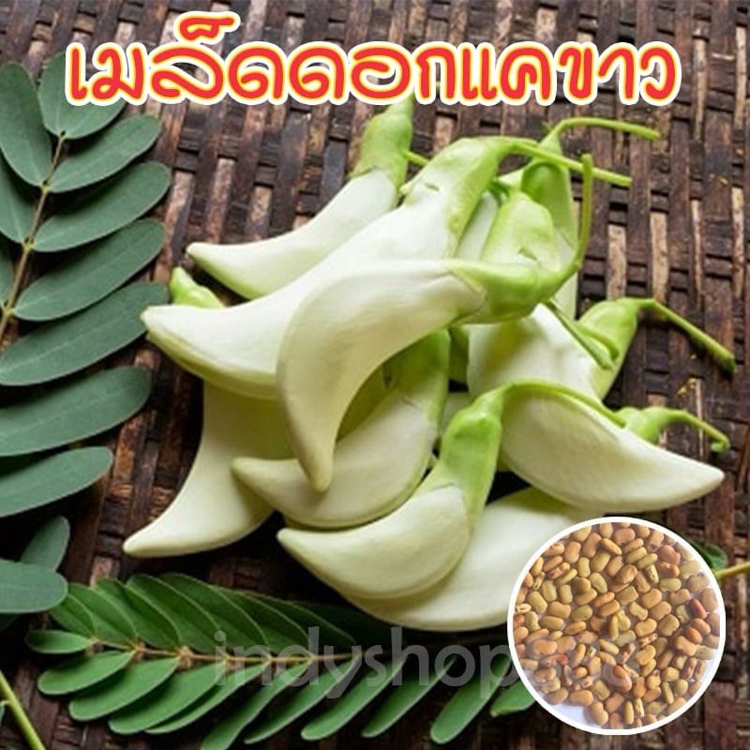 White Agasta Edible Flower Sesbania Grandiflora - Etsy