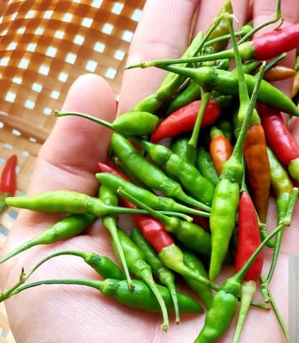 Thai Bird Chili Pepper Seeds - Etsy