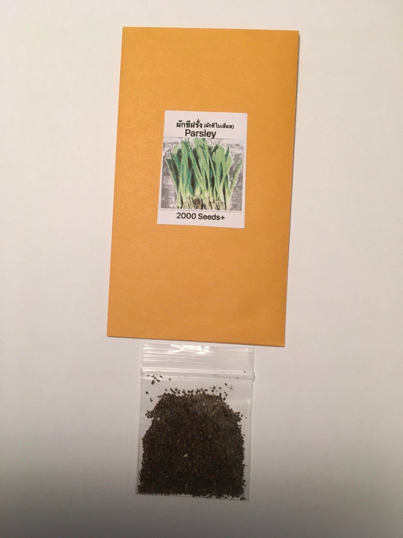Thai / Asian Parsley / Cilantro - Etsy