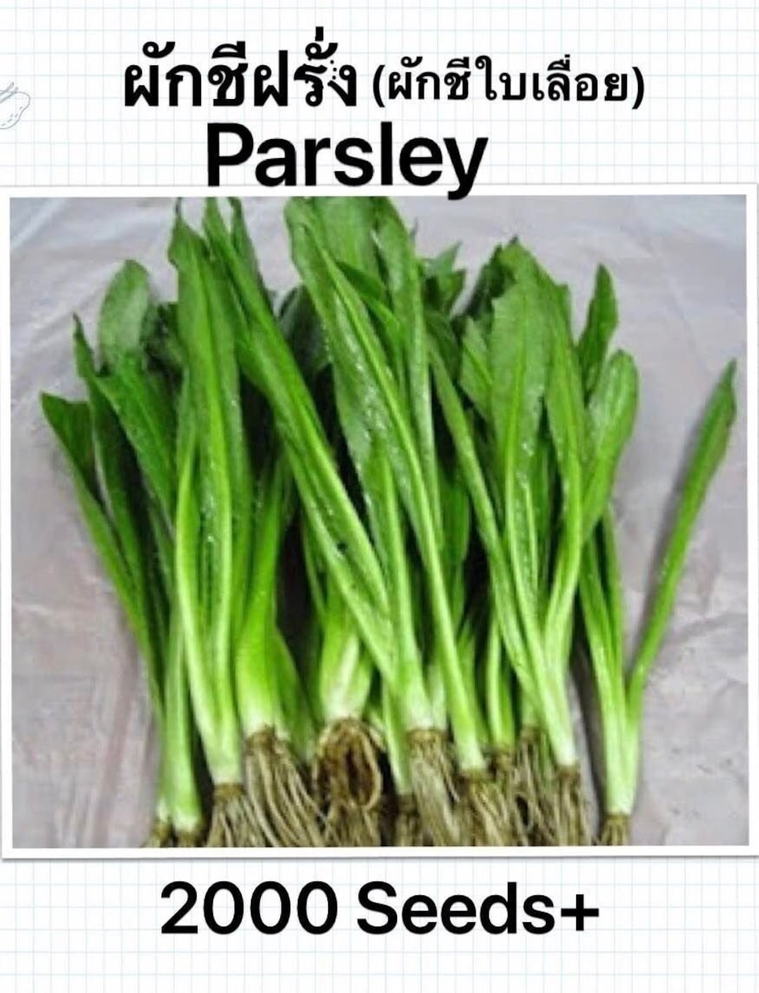 Parsley And Cilantro Difference Arab Memes