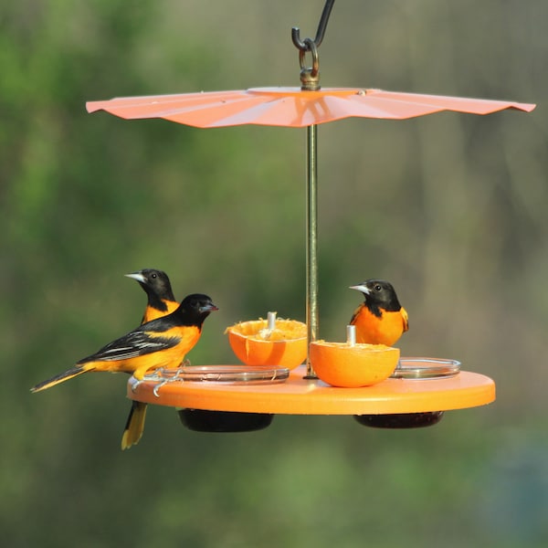 Oriole Feeder - Etsy