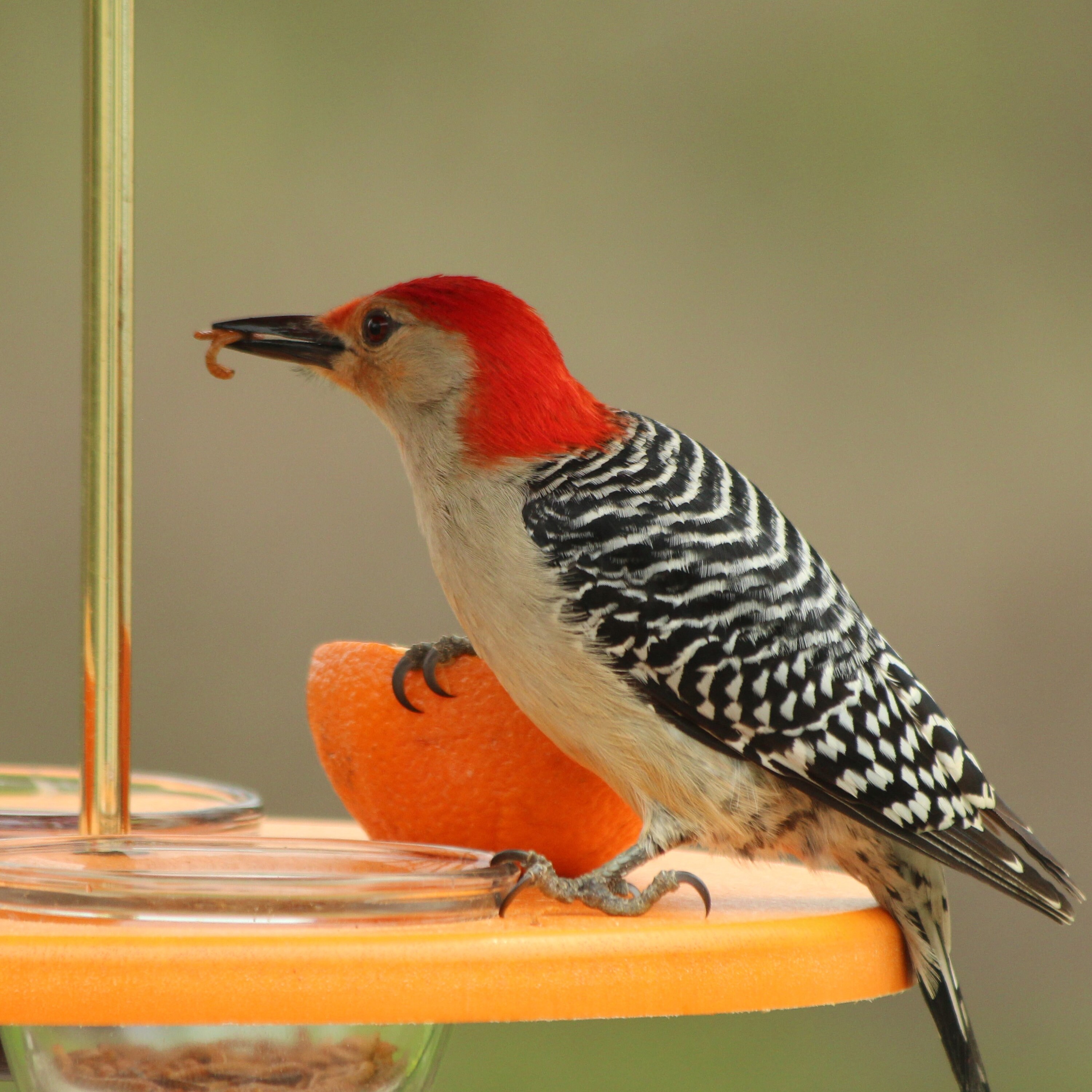 Kettle Moraine Super Oriole Feeder Etsy