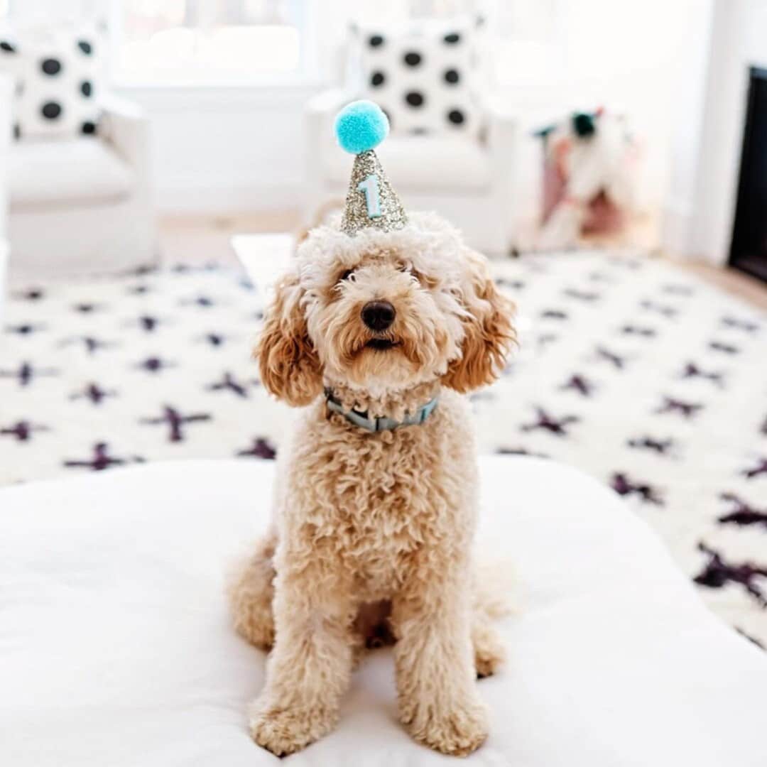 Pet Party Hat, Dog Birthday Party Hat, Birthday Hat, Dog Birthday Party ...