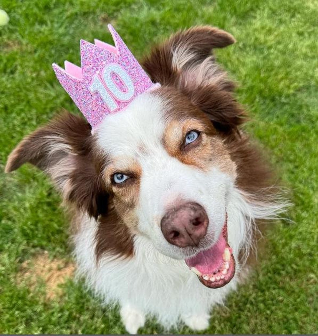 Dog Birthday Crown, Pet Birthday Hat, Dog Birthday Crown, Pet Birthday ...