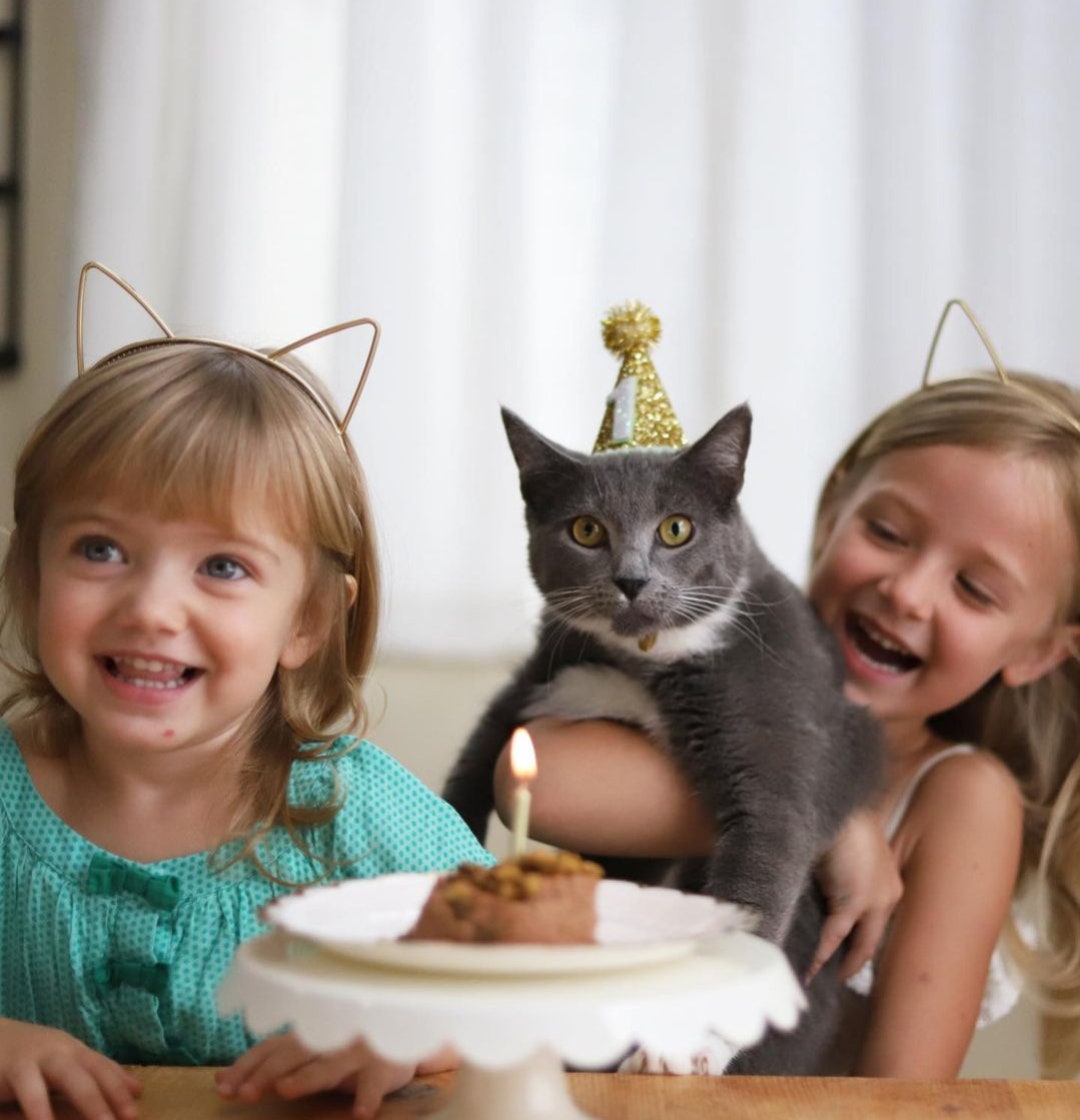 Pet Party Hat, Party Hat, Cat Party Hat, Dog Party Hat, Pet Party ...