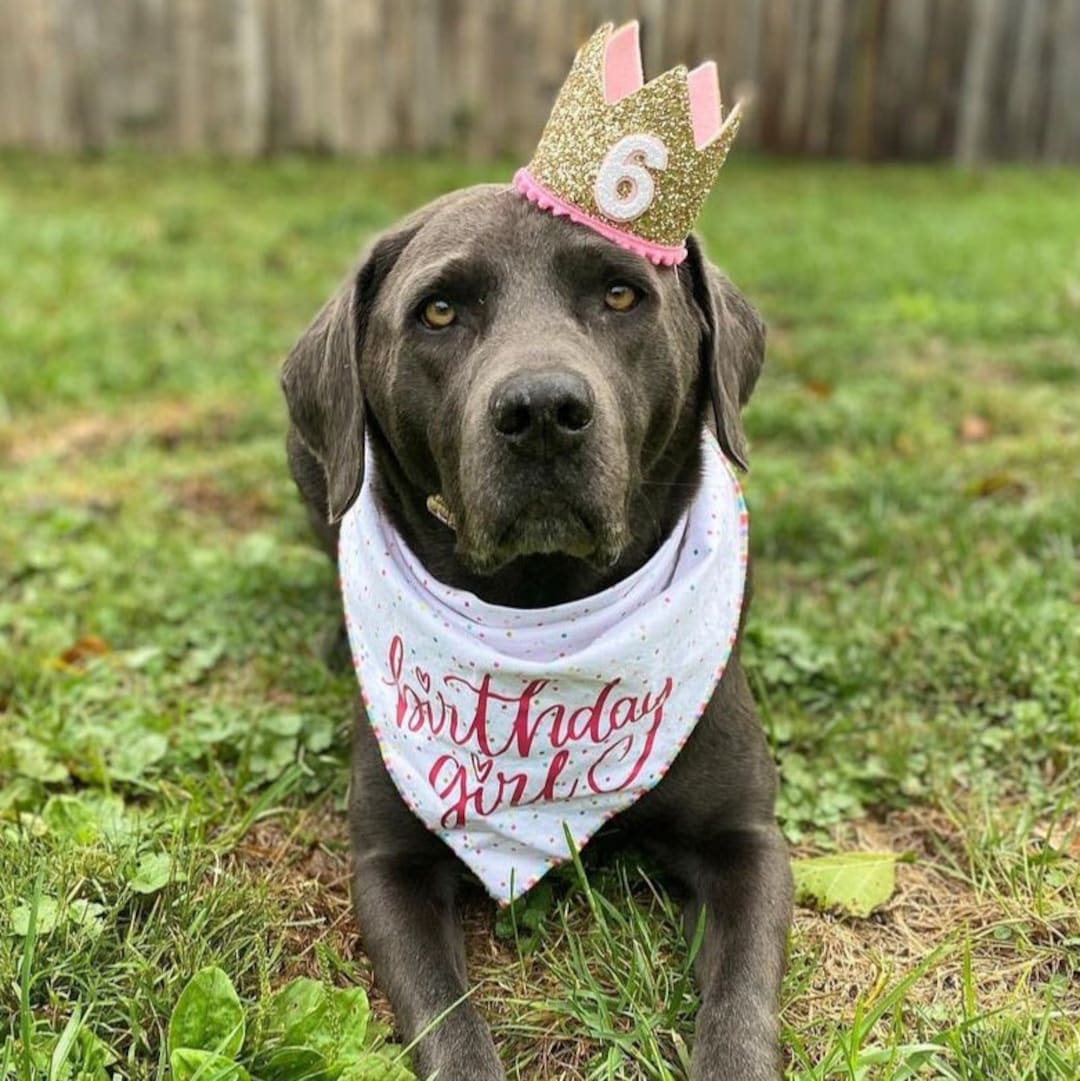 Dog Birthday Hat, Dog Birthday Crown, Pale Gold and Pink Pet Party Hat ...