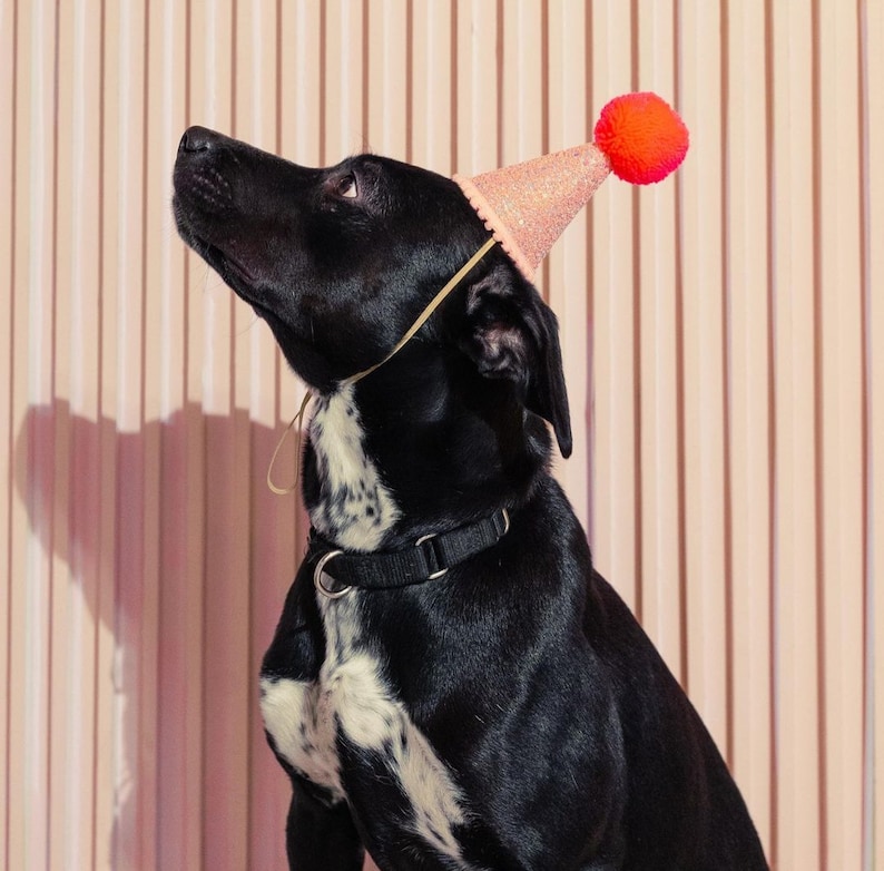 Pet Birthday Hat, Dog Birthday Party Hat, Pet Party Hat, Pet Birthday ...