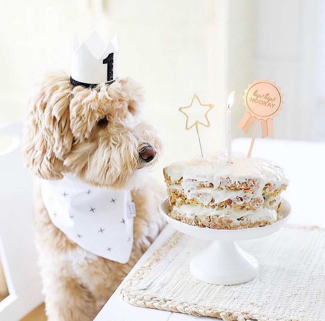 Pet Party Hat, Party Hat, Any Number Party Hat, Dog Party Hat, Pet ...