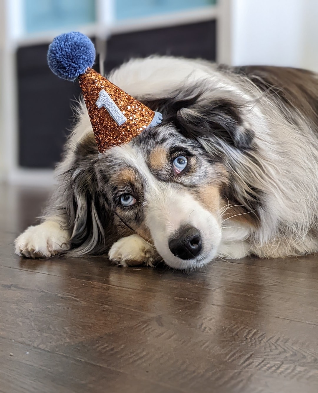 Pet Birthday Hat, Party Hat, Dog Party Hat, Any Number Party Hat, Pet ...