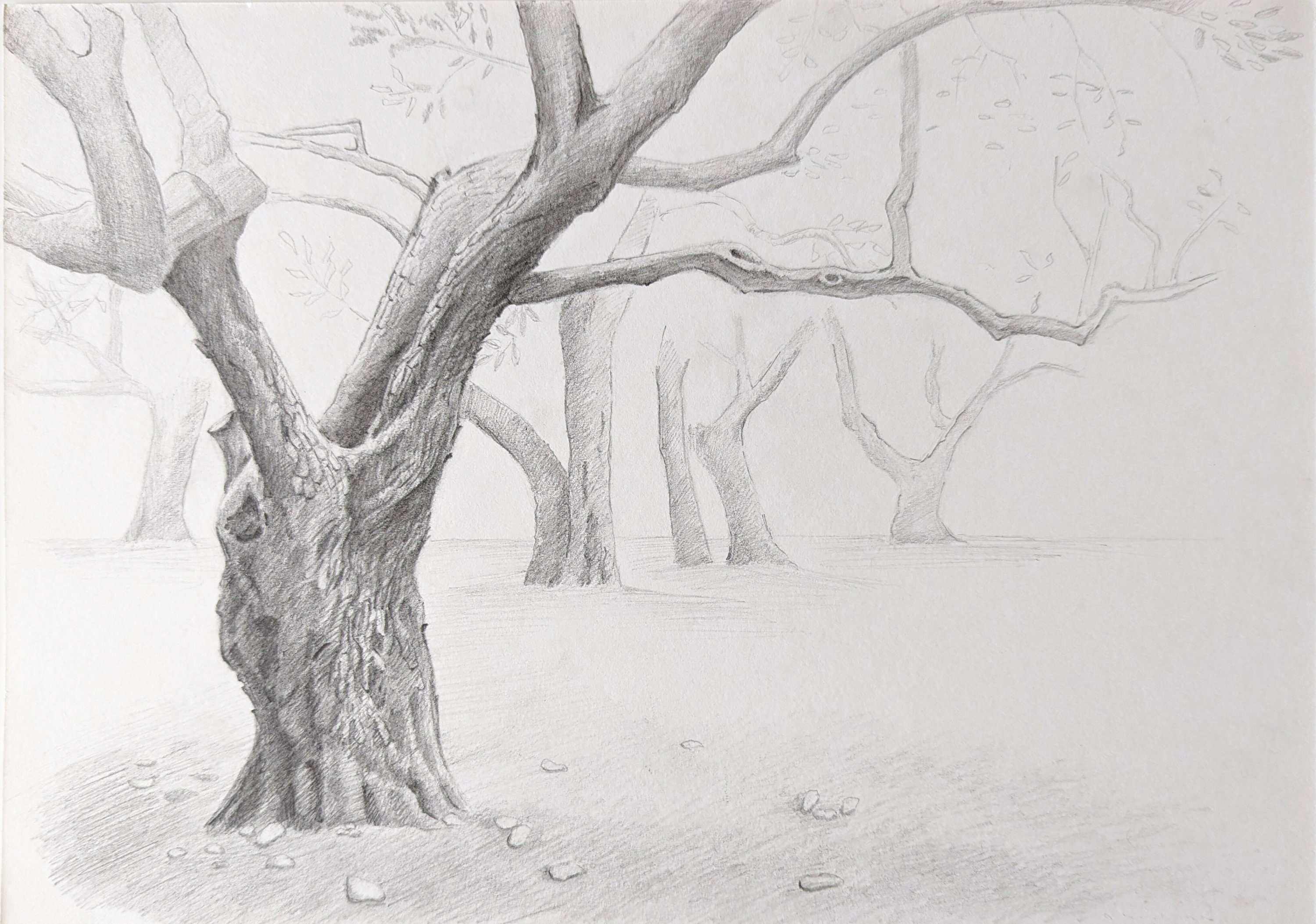 Trees Graphite Pencil Drawing Original Landscape Artwork Forest Hand ...
