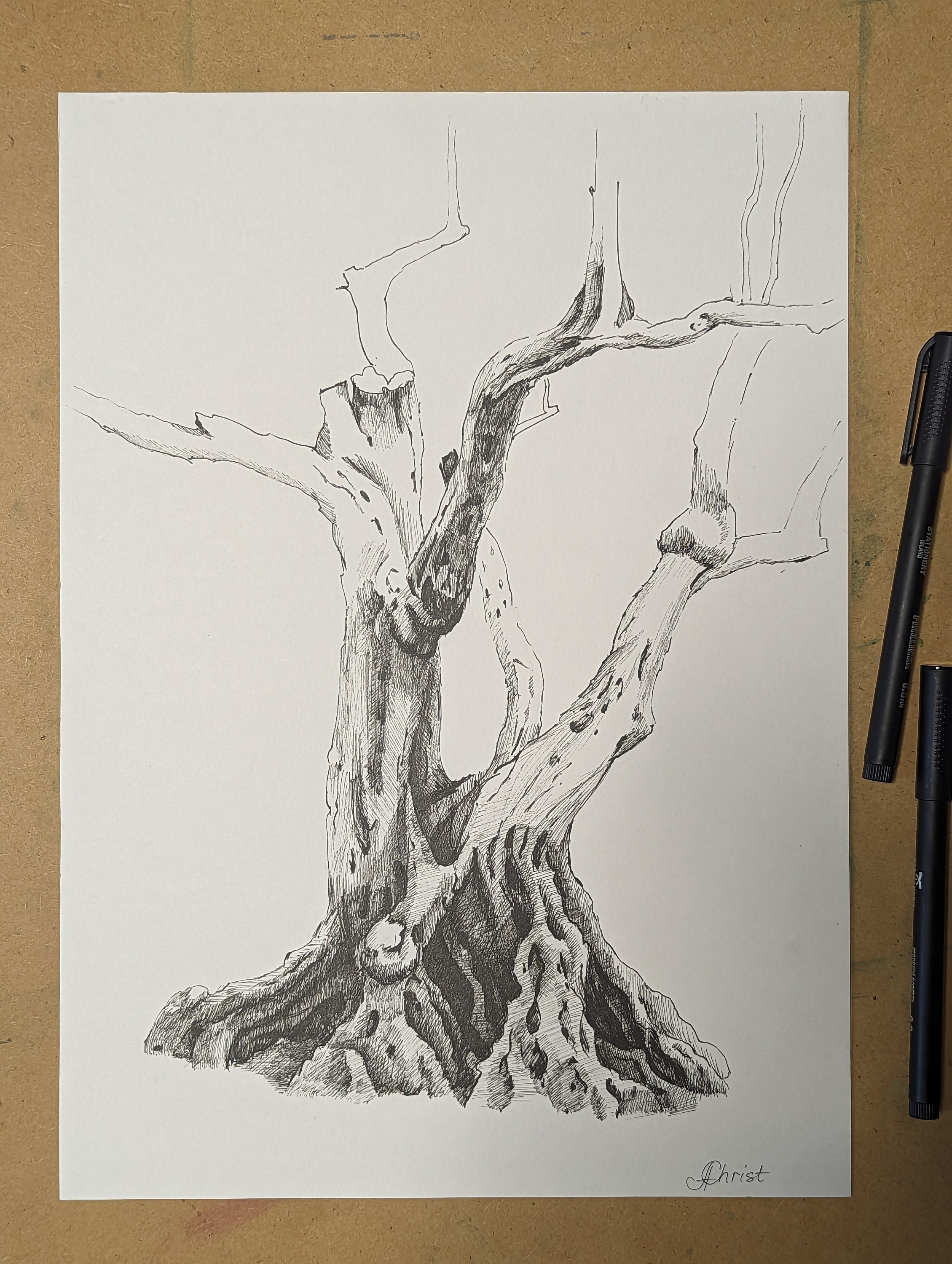 Tree Trunk Drawings In Pencil