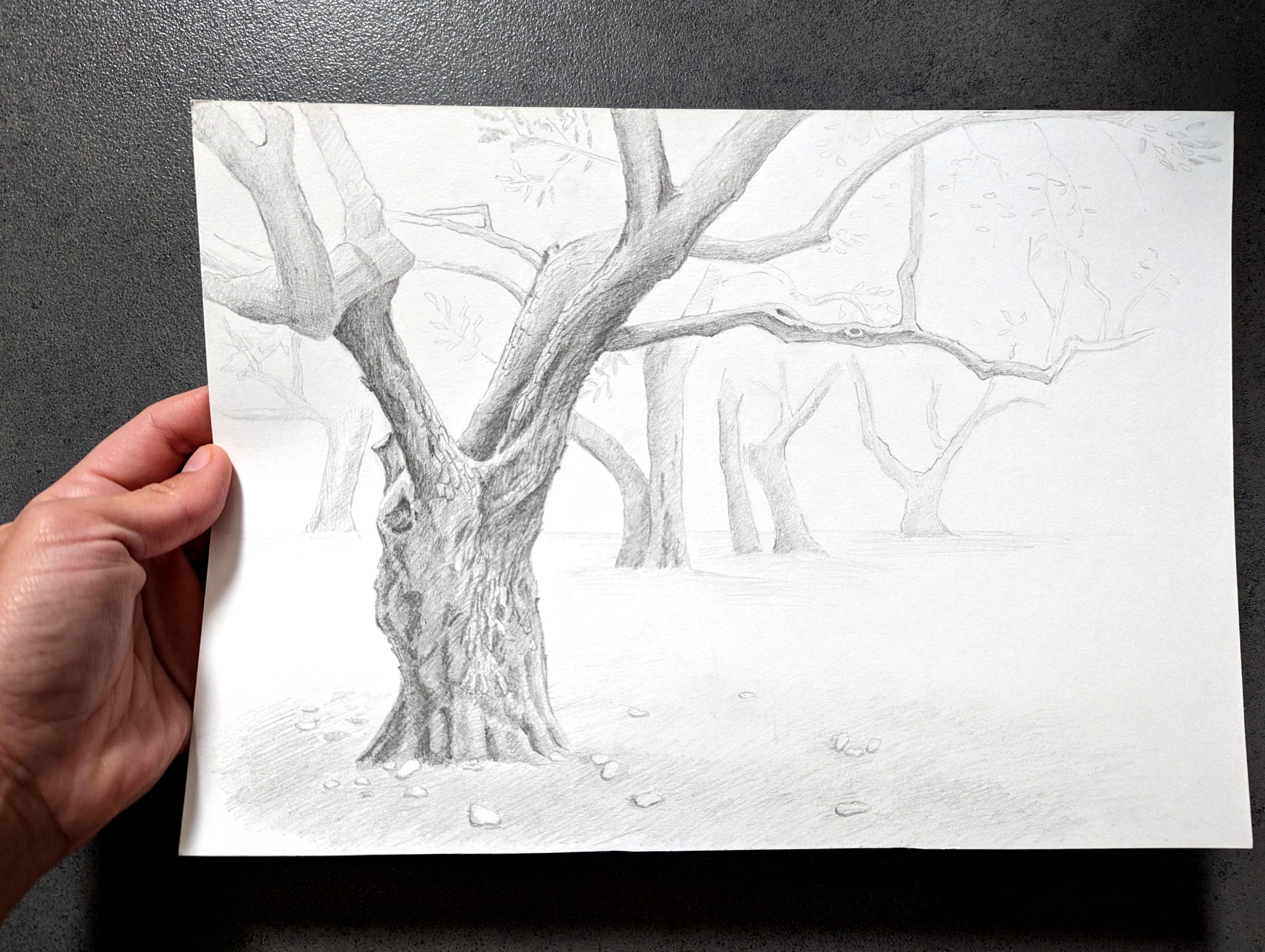 Trees Graphite Pencil Drawing Original Landscape Artwork Forest Hand ...