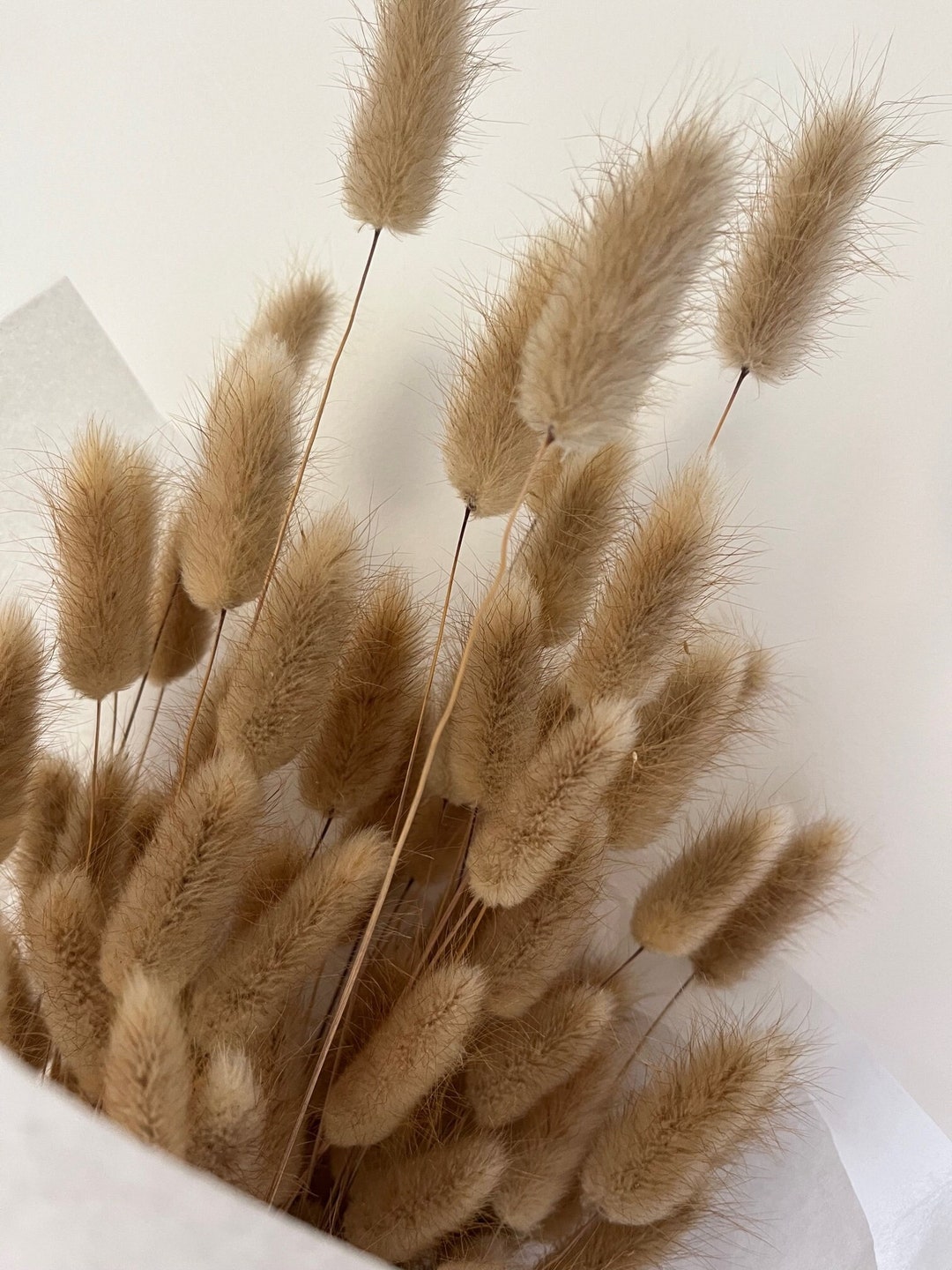 Lagurus Ovatus Grass Bunny Tails Dried Flowers Natural Brown - Etsy UK