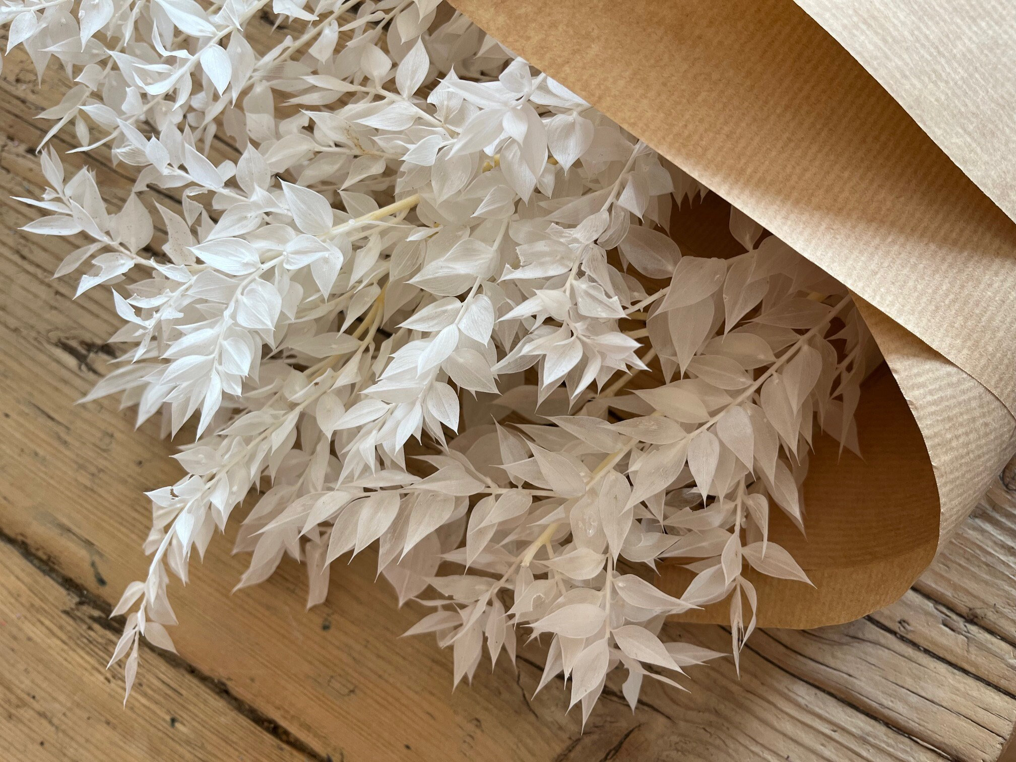 Preserved Ruscus | Bleached White | Dried Flowers - Etsy UK