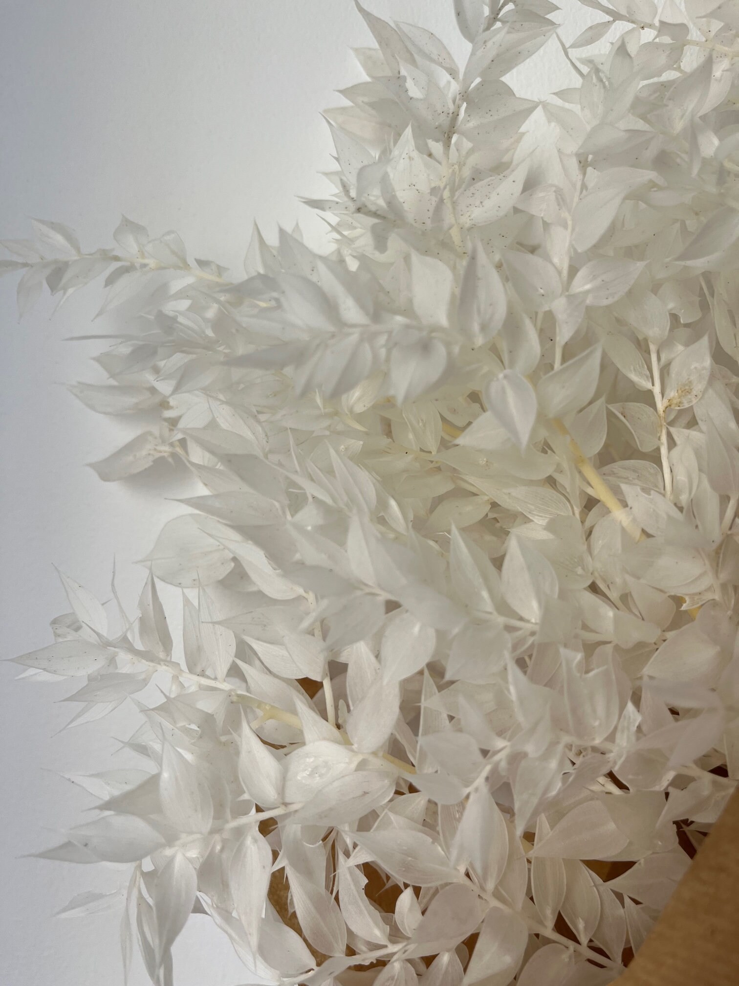 Preserved Ruscus | Bleached White | Dried Flowers - Etsy UK