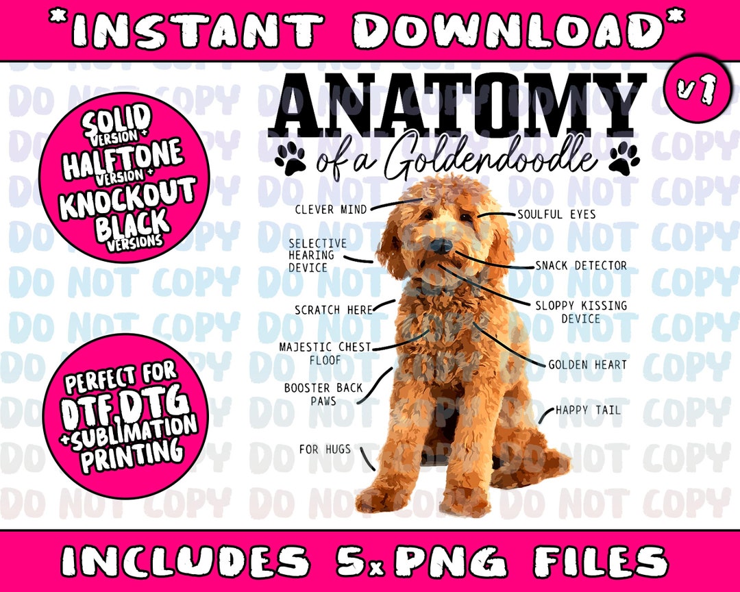 Anatomy of A Goldendoodle Funny Cute Dog Doodle Mom Dad Png Bundle ...