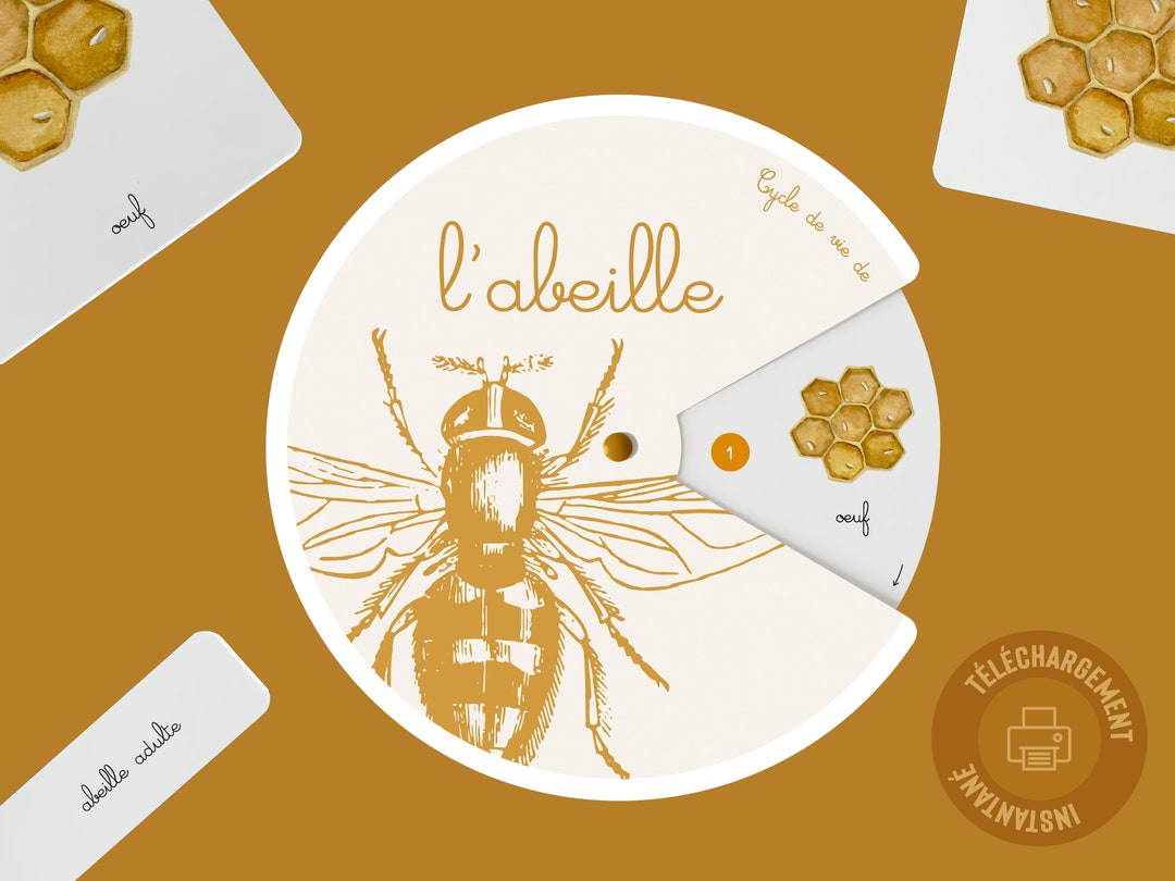 Life Cycle of the Bee PDF, Montessori Nomenclature Cards, Printable ...