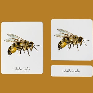 Life Cycle of the Bee PDF, Montessori Nomenclature Cards, Printable ...