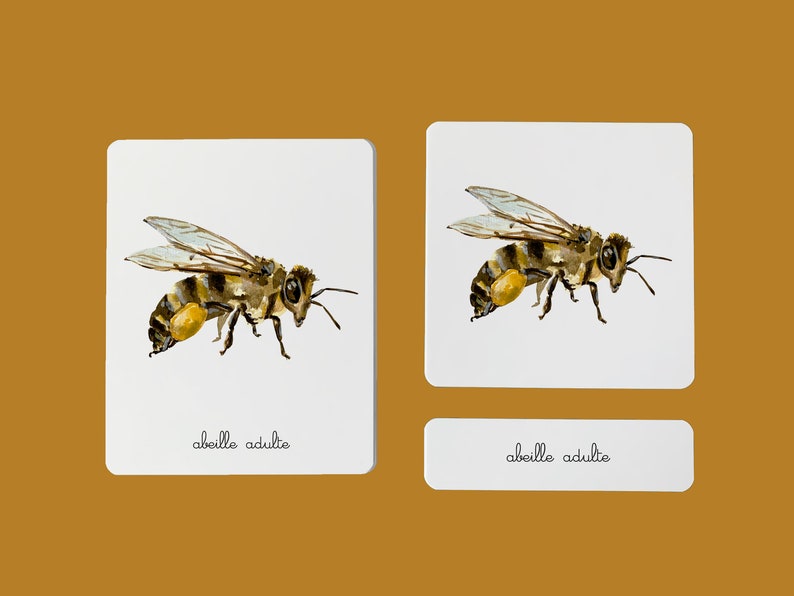 Life Cycle of the Bee PDF, Montessori Nomenclature Cards, Printable ...