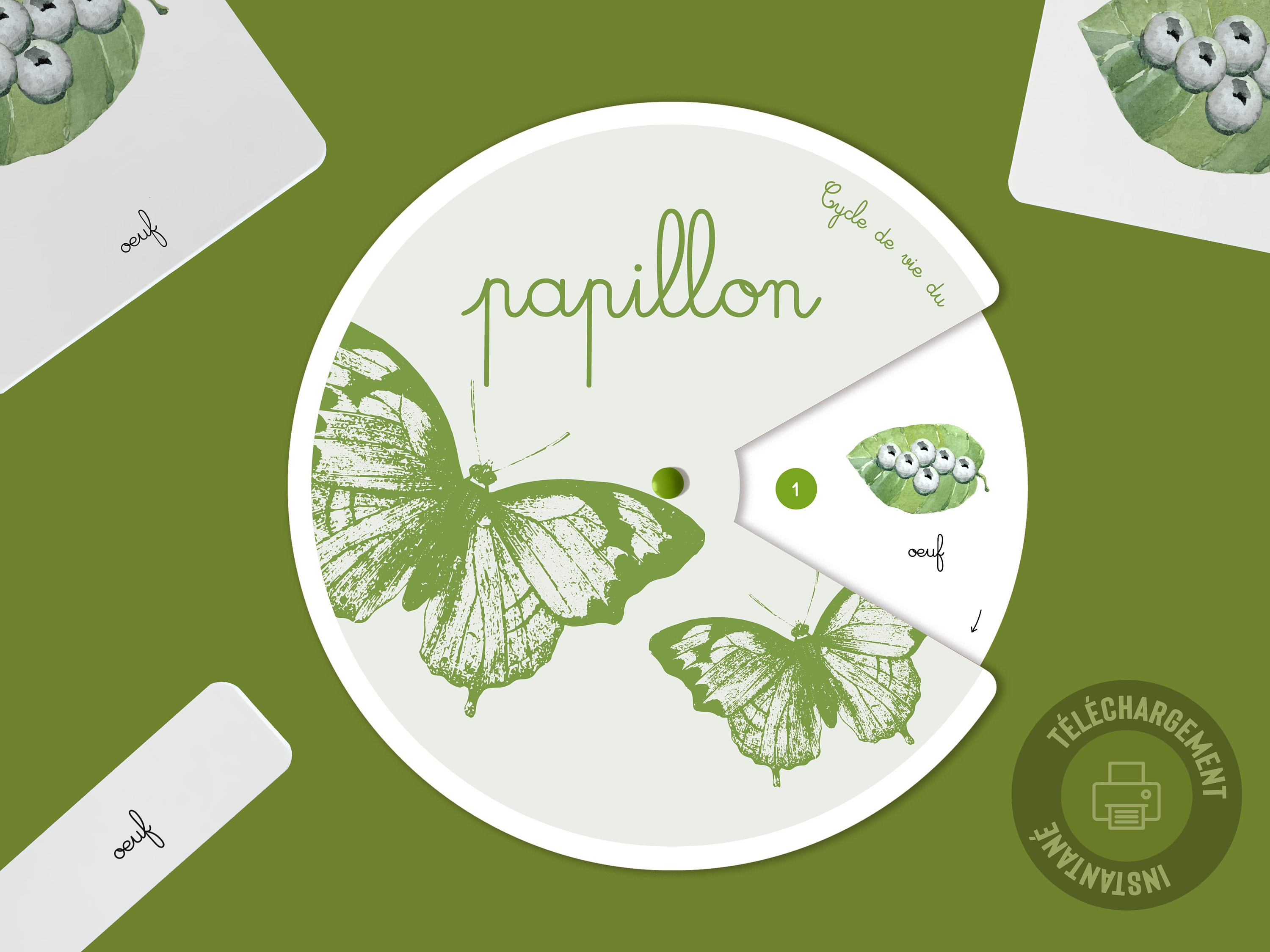 Butterfly Life Cycle, Kindergarten Educational Game, Insect ...