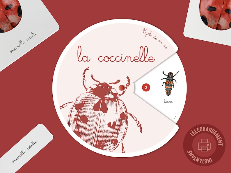 Ladybug Life Cycle, Insect Nomenclature Cards, Kindergarten Ladybug DIY ...
