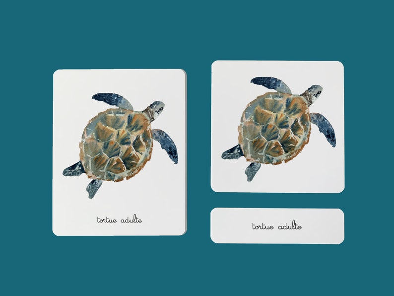 Sea Turtle Life Cycle, Kindergarten Educational Game, Marine Life ...