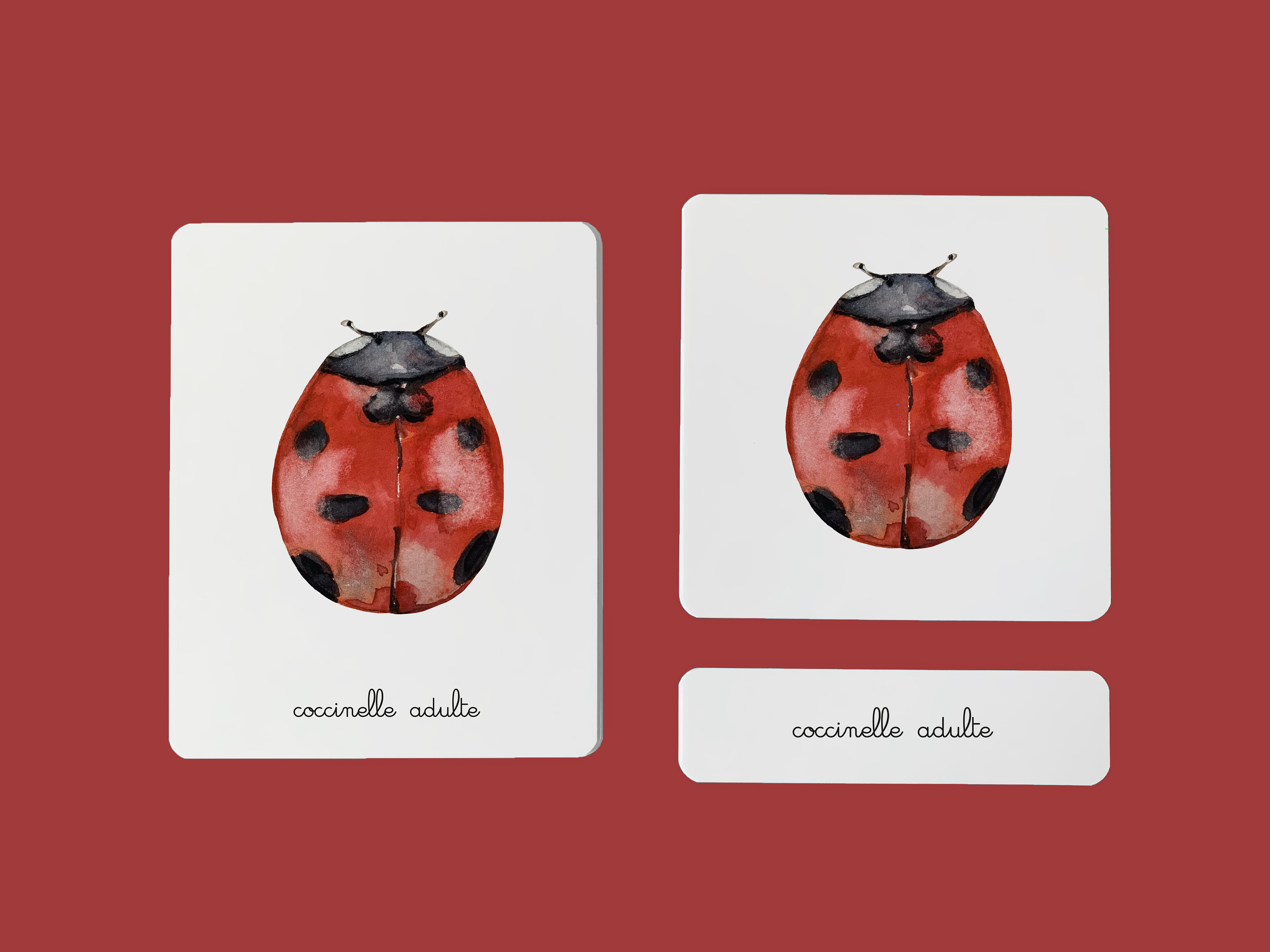 Ladybug Life Cycle, Insect Nomenclature Cards, Kindergarten Ladybug DIY ...