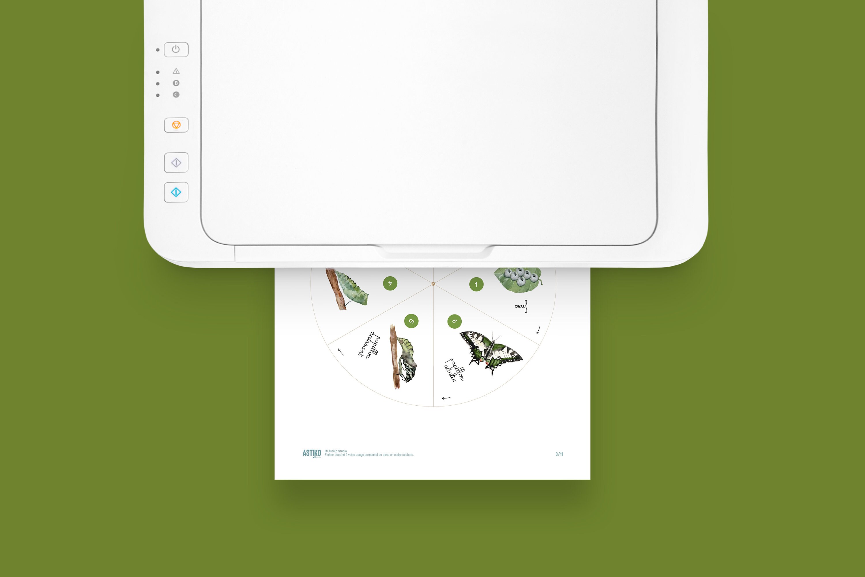 Butterfly Life Cycle, Kindergarten Educational Game, Insect ...