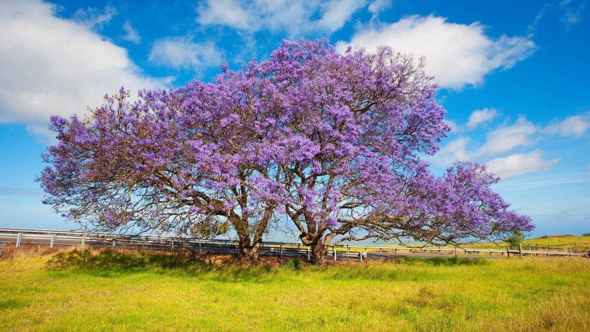100 Jacaranda Tree Seeds jacaranda Mimosifolia /jacaranda - Etsy