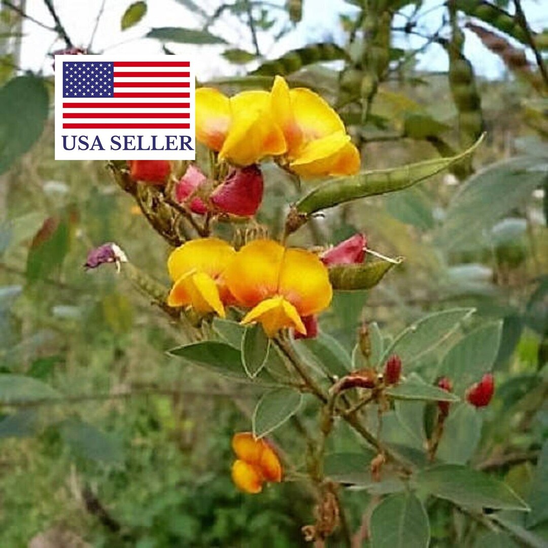 20 Cajanus Cajan Seeds PIGEON PEA Dhal Gungo Puerto Rico Bean Vegetable ...
