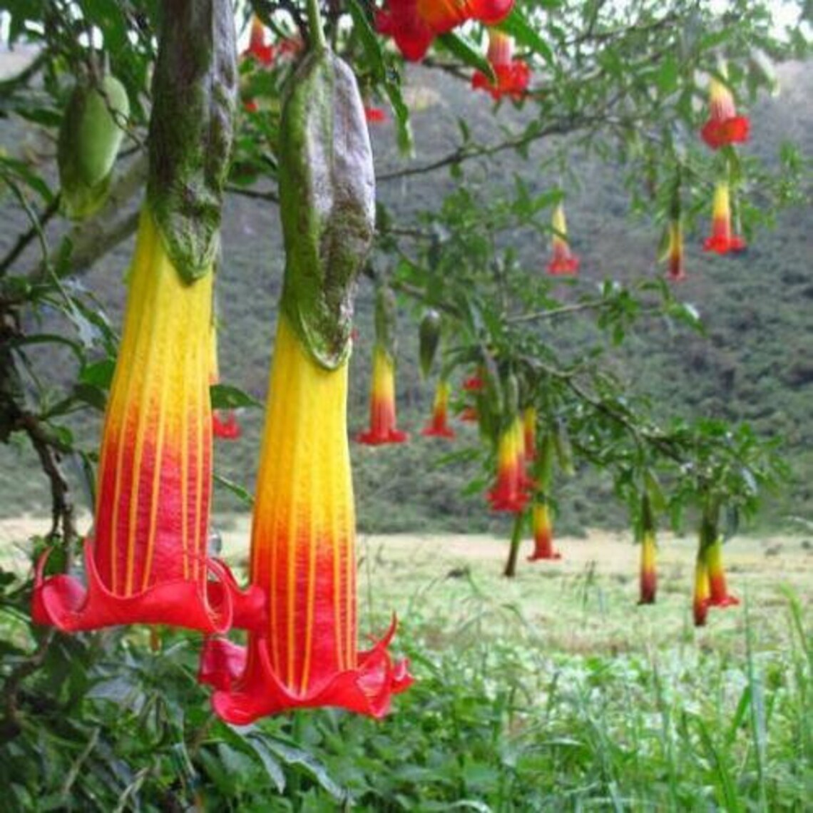 Brugmansia sanguinea 5 Graines Trompette dAnge Rouge, Brugmansia Rouge ...