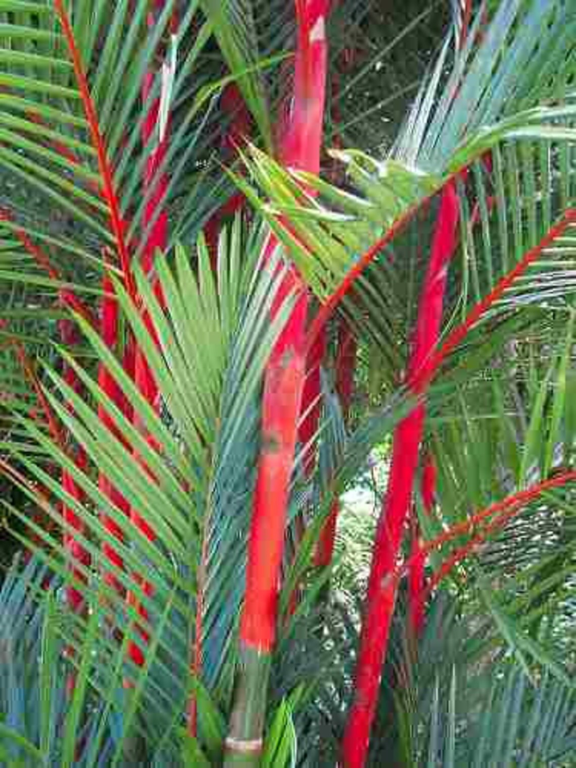 10 Lipstick Palm Lakka Palm Red Palm Sealing Wax Palm Seeds - Etsy