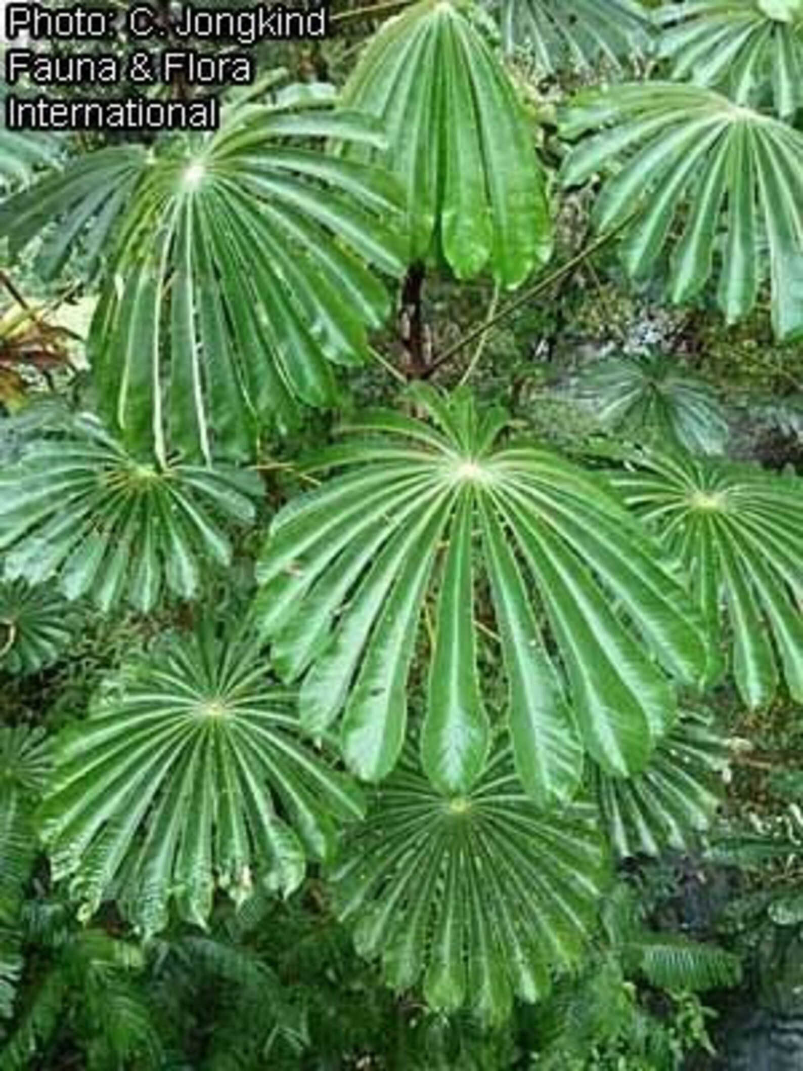 Musanga Cecropioides 5 Seeds Corkwood or Umbrella Tree - Etsy