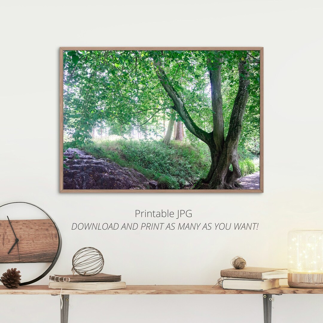 Forest Landscape Photograph | Printable Nature Art | Digital Poster ...