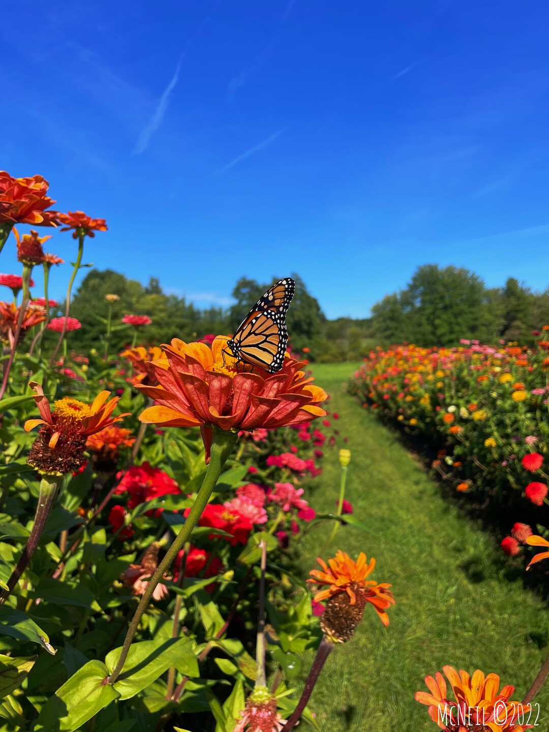 Monarch at Dame Farm - Etsy