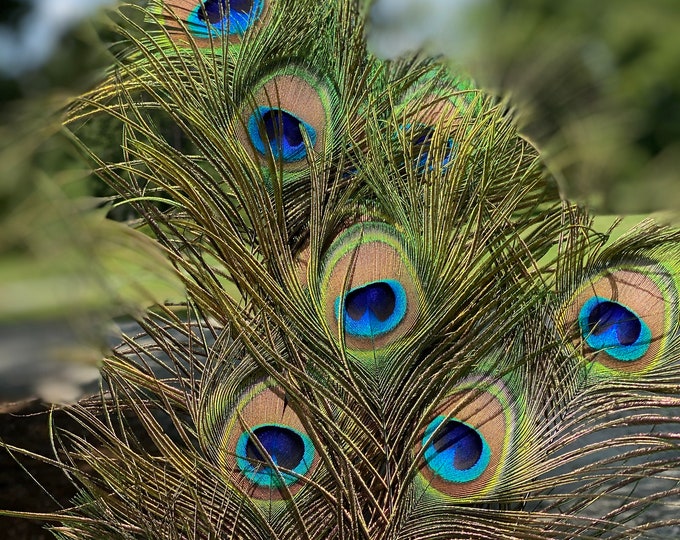 12 Peacock Eye Feathers, Humanely Raised in the USA, Peacock Feathers ...