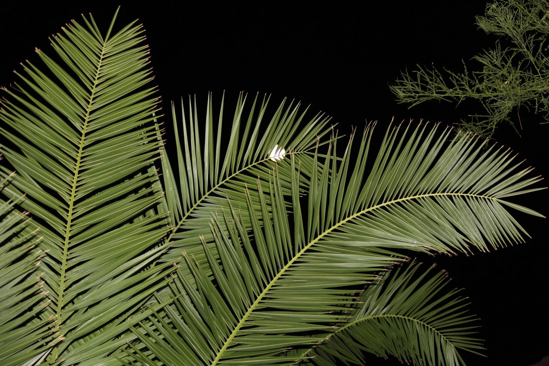 Moonlight & Fern Backgrounds, Digital Prints, Commercial Advertisement ...