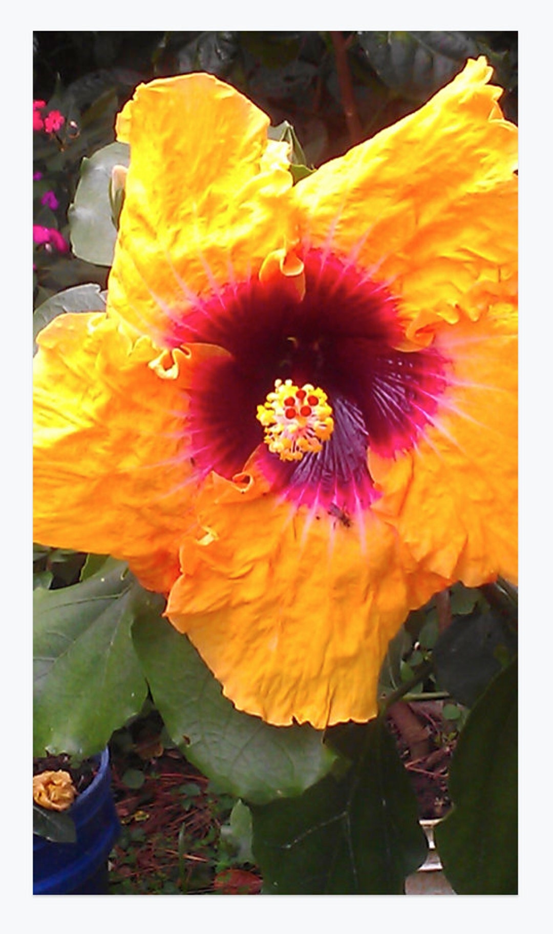 Yellow Flower #9 Close Ups, Hibiscus, Desert Mountains Digital Prints ...