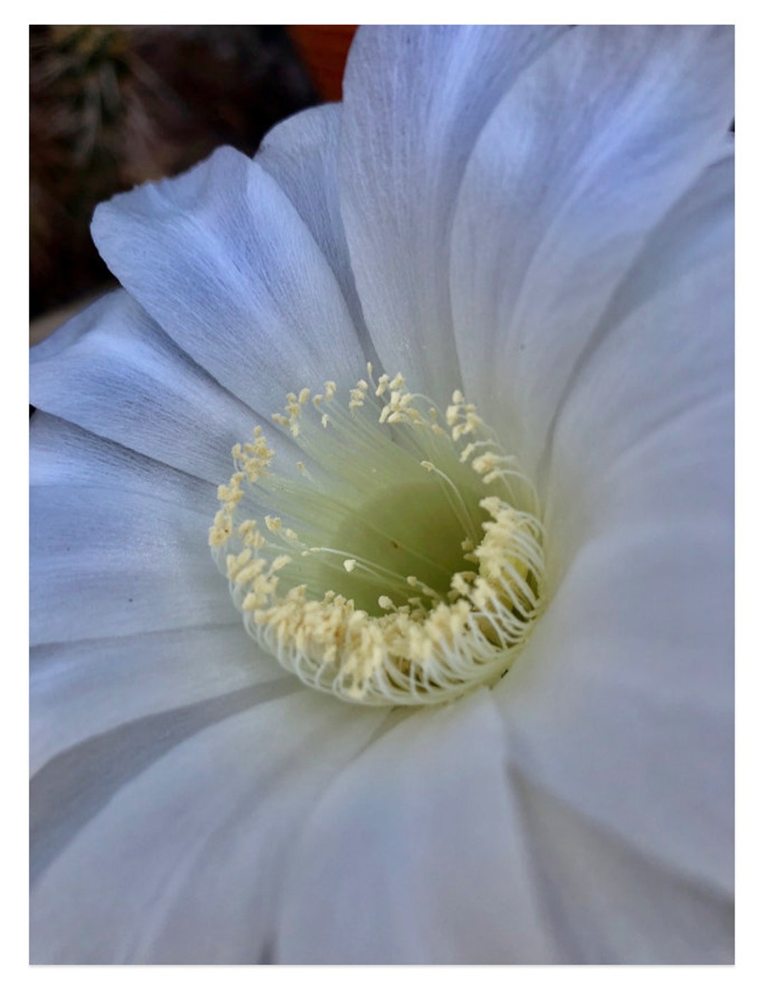 White Desert Flower #2, Close Ups, Hibiscus, Desert Mountains, Digital ...