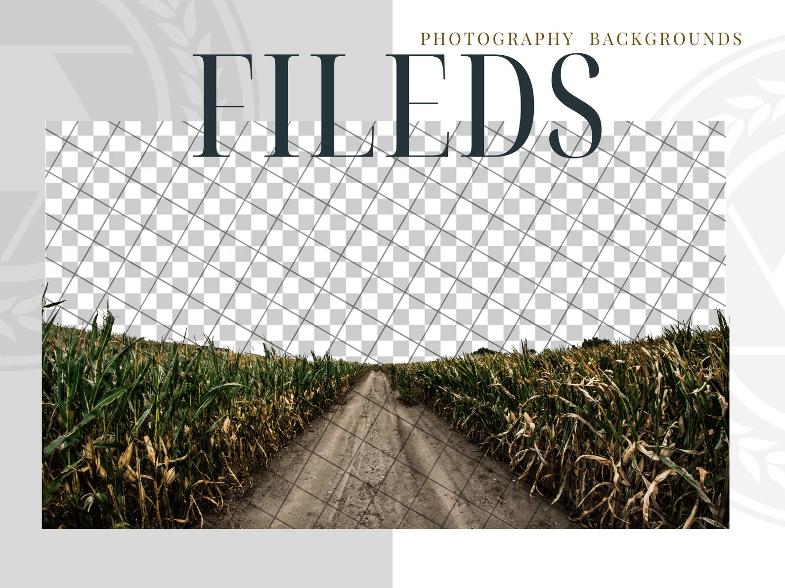 Corn Field Digital Background Fall Photography Composite Wheat Backdrop ...