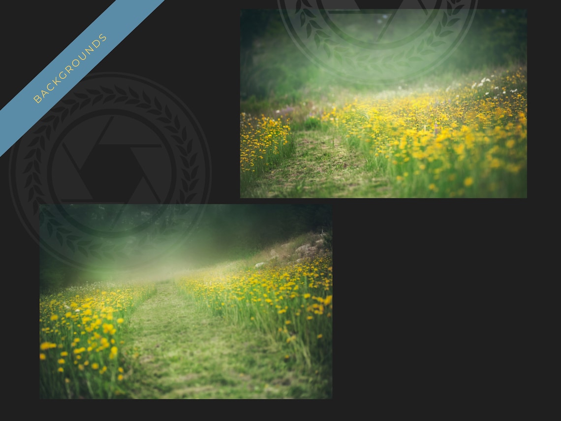 Summer Floral Field Blur Photography Digital Background Dandelion ...