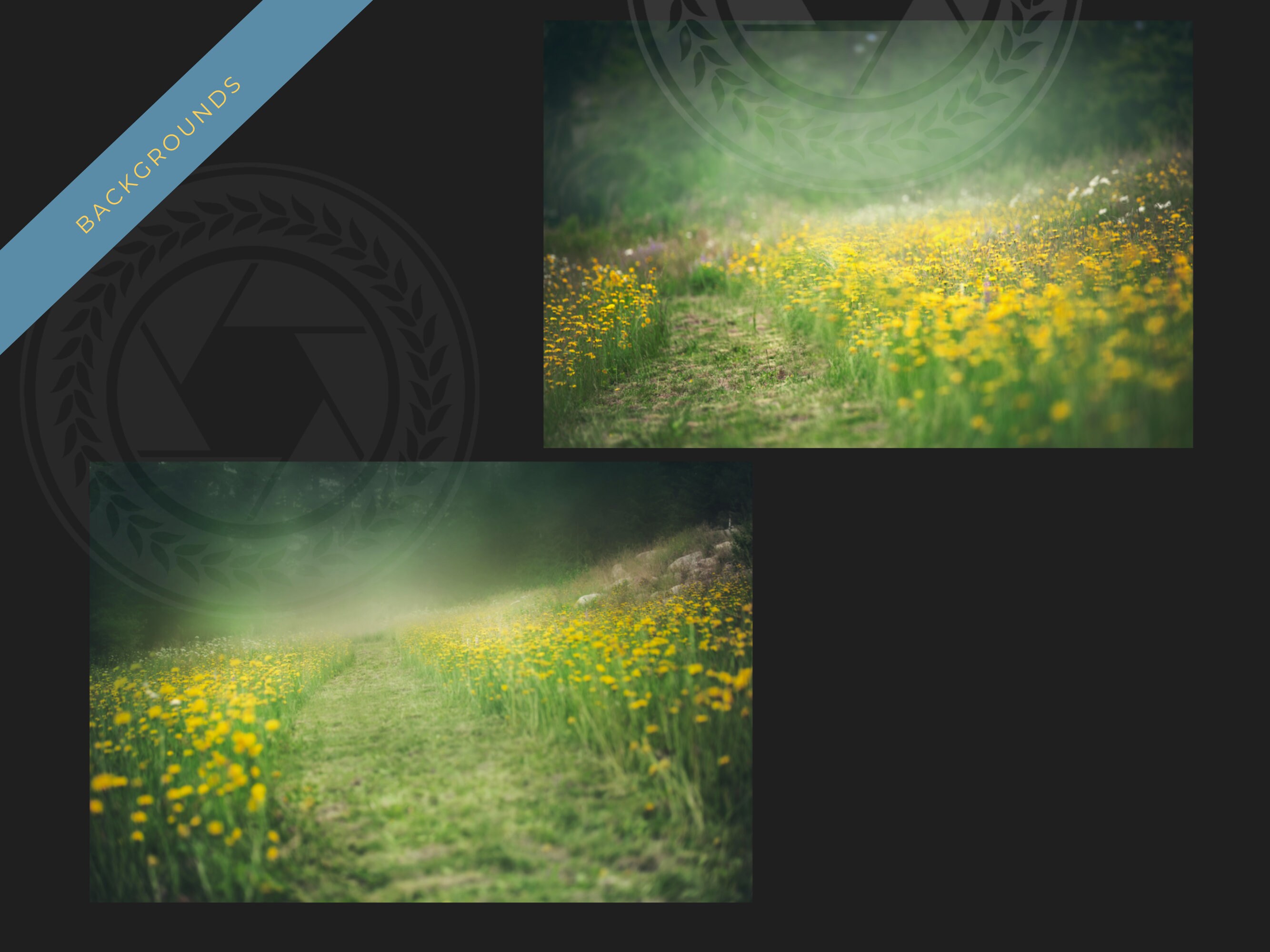 Summer Floral Field Blur Photography Digital Background Dandelion ...