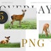 Deer Png Overlays Background Replacement Deer Overlay PNG Animal Blend ...