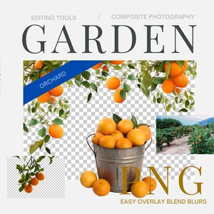 Orange Orchard Digital Orange Tree Background Orange Garden Digital ...