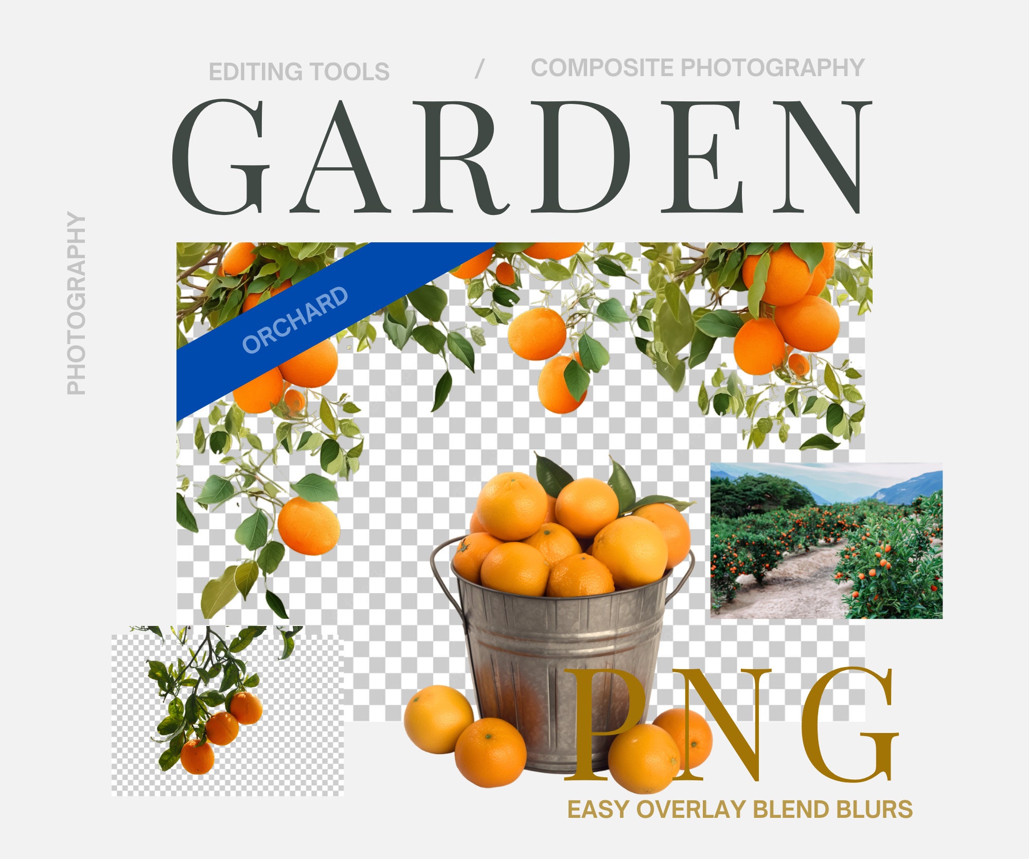 Orange Orchard Digital Orange Tree Background Orange Garden Digital ...