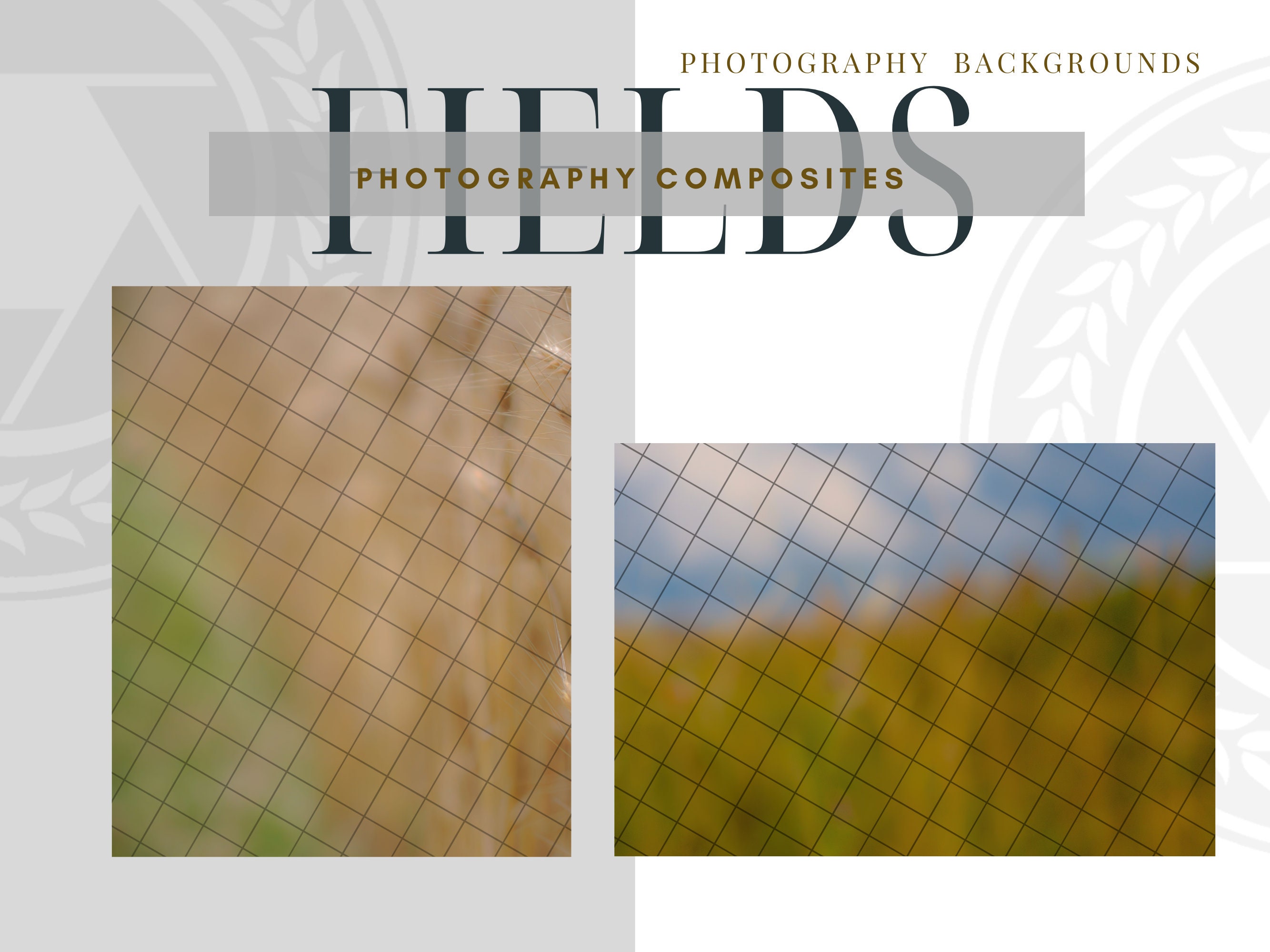 Corn Field Digital Background Fall Photography Composite Wheat Backdrop ...