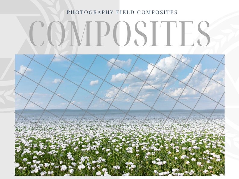 White Flower Field Overlay Transparent Flower PNG Transparent Flower ...
