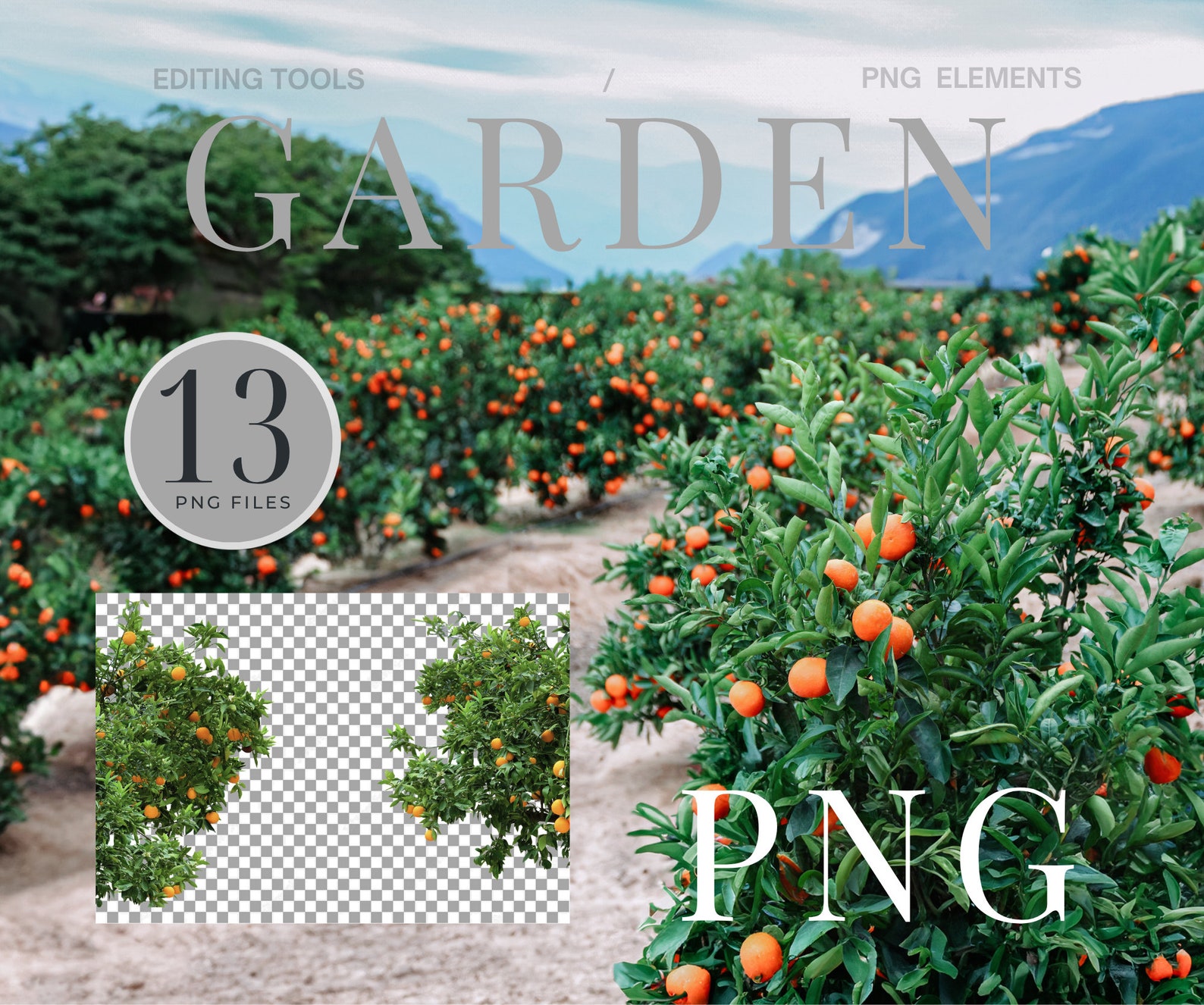 Orange Orchard Digital Orange Tree Background Orange Garden Digital ...