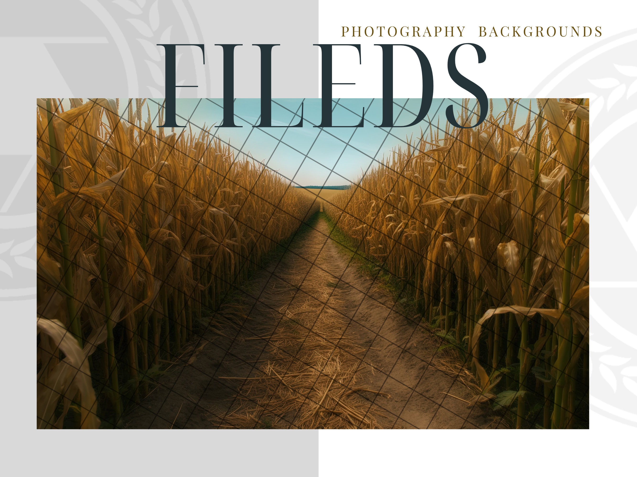 Corn Field Digital Background Fall Photography Composite Wheat Backdrop ...